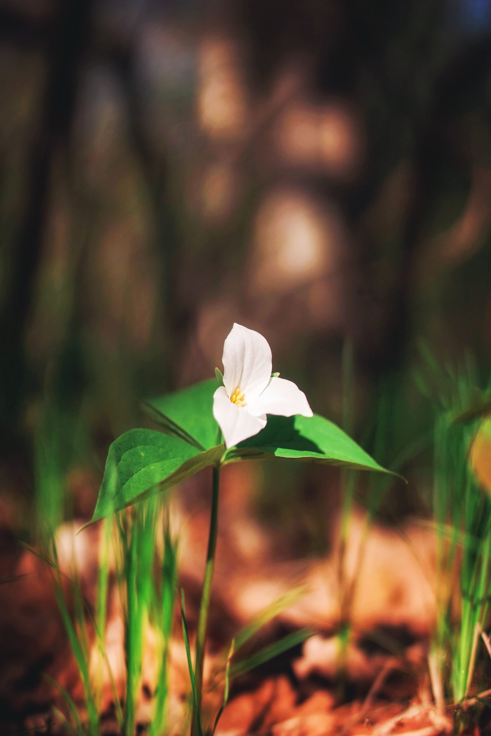 White Wildflowers In Michigan